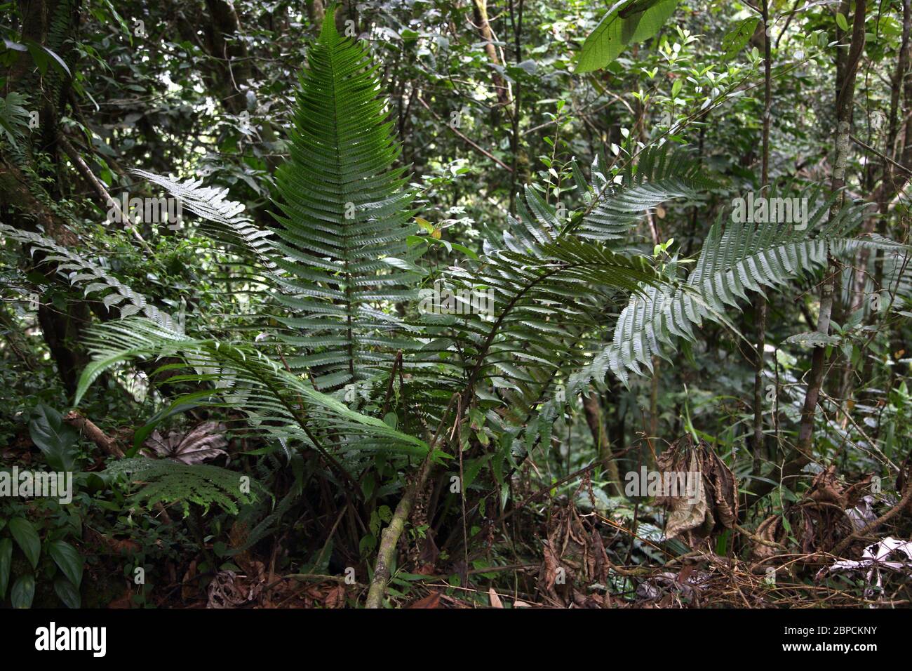 Grand Etang Forest Reserve Grenada Giant Fern Stock Photo - Alamy