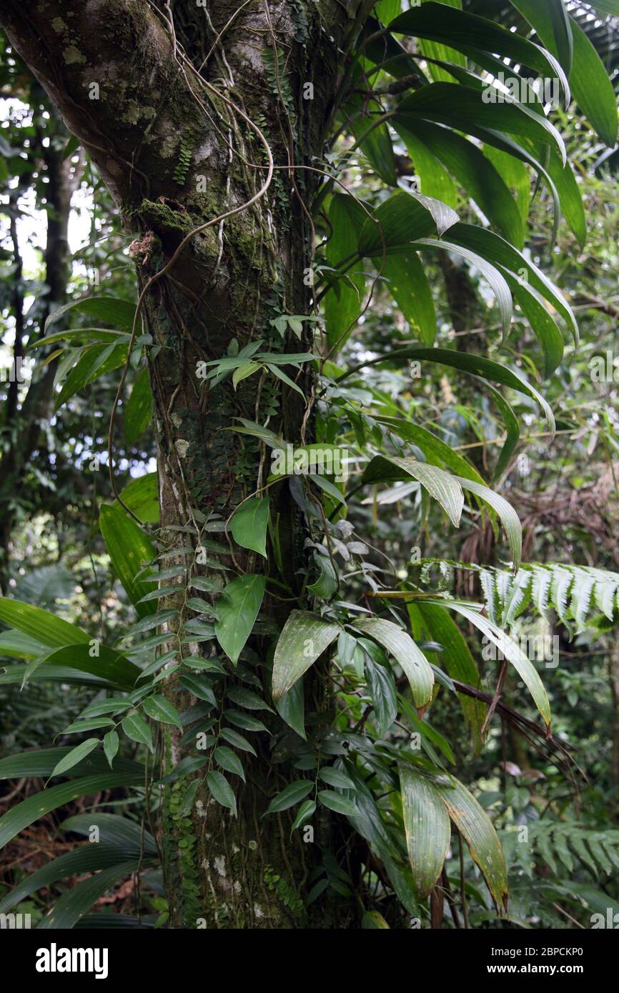 Grand Etang Forest Reserve National Park Grenada Close up of Tree Stock ...