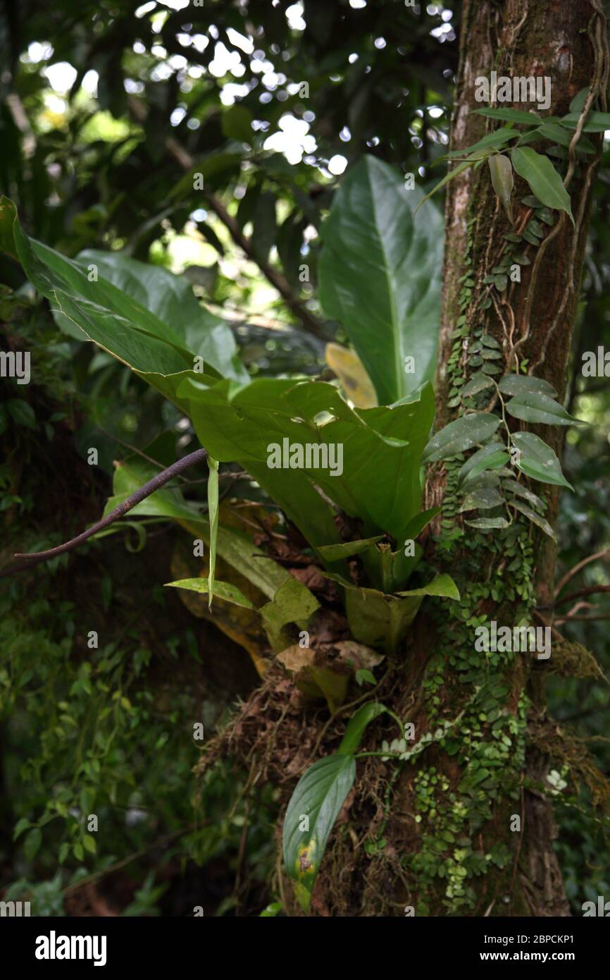 Epiphyte rainforest hi-res stock photography and images - Alamy