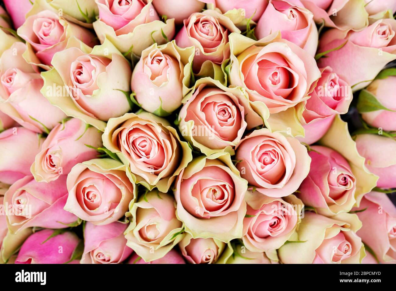 Bright background of natural pink and yellow roses Stock Photo - Alamy