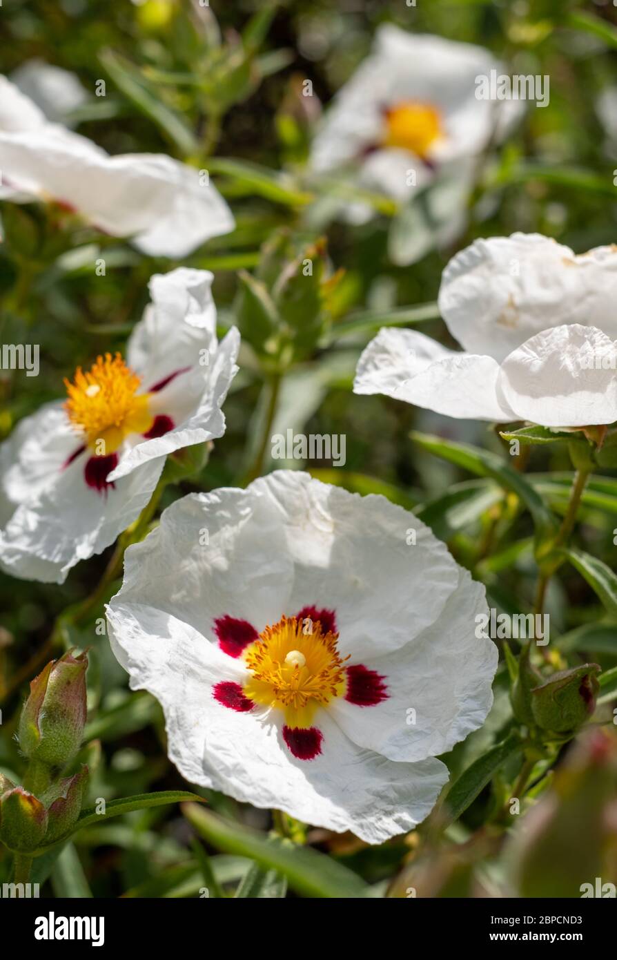 White cistus flowers with red markings, photographed in Battersea ...