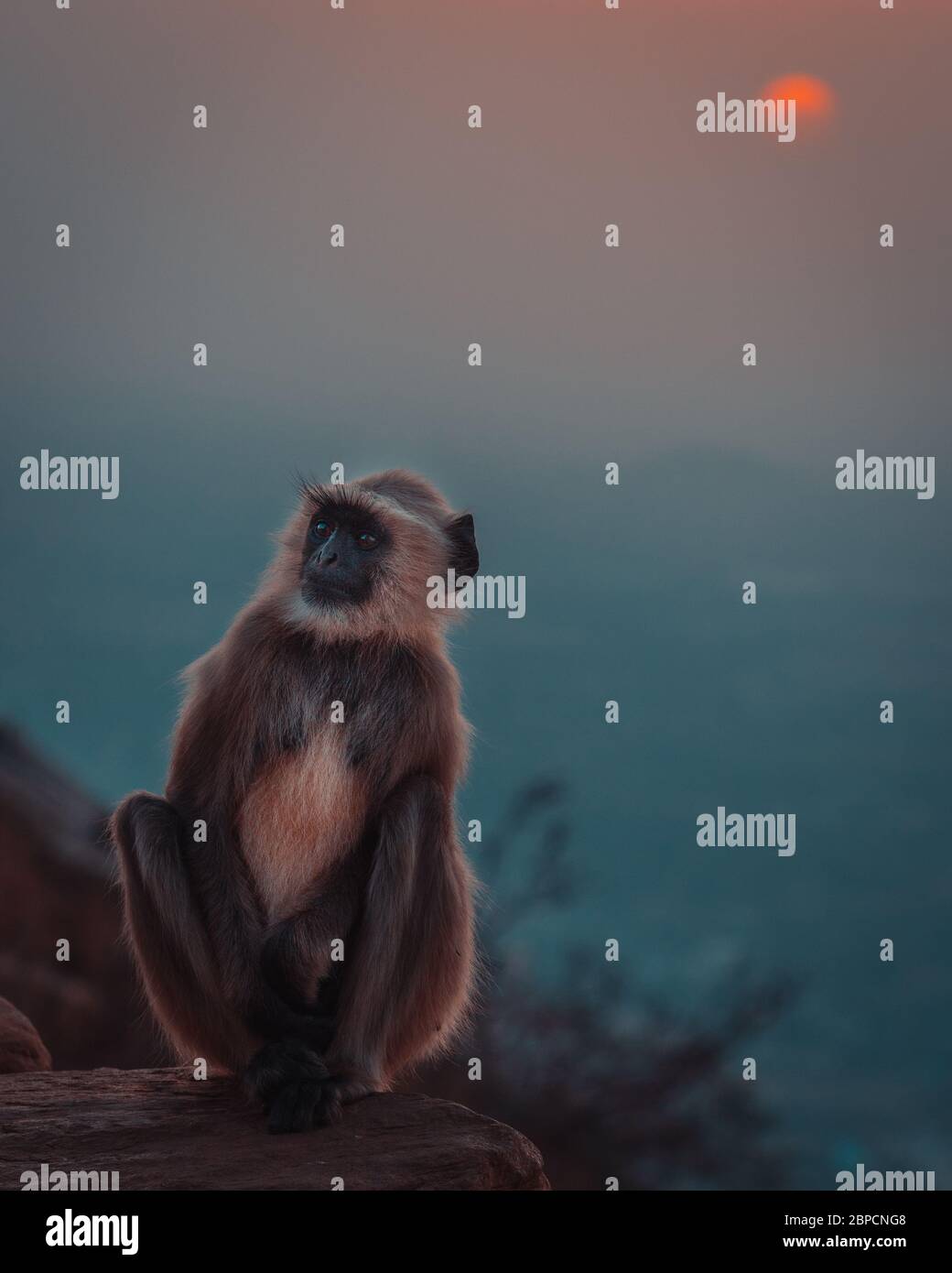 Monkey on sunset time in Radjasthan Stock Photo - Alamy