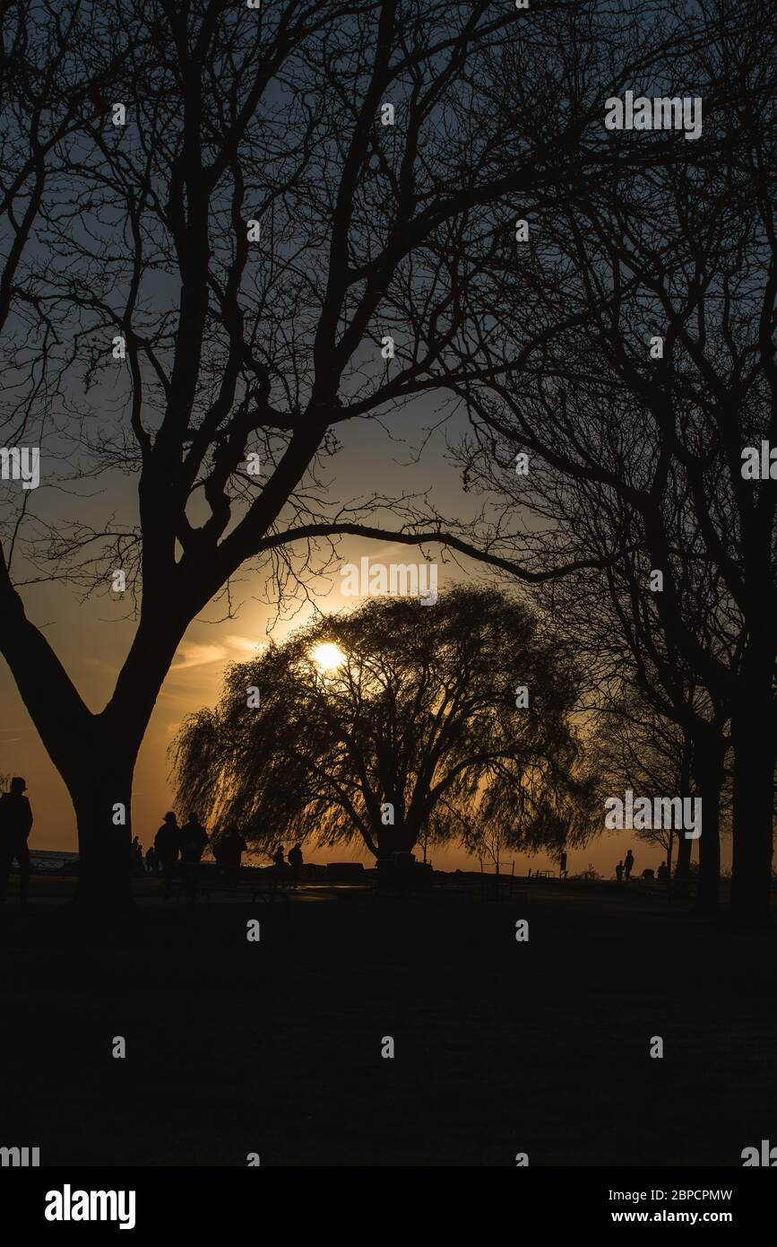 Edgewater Park Willow Tree in Cleveland Ohio at Sunset Stock Photo - Alamy
