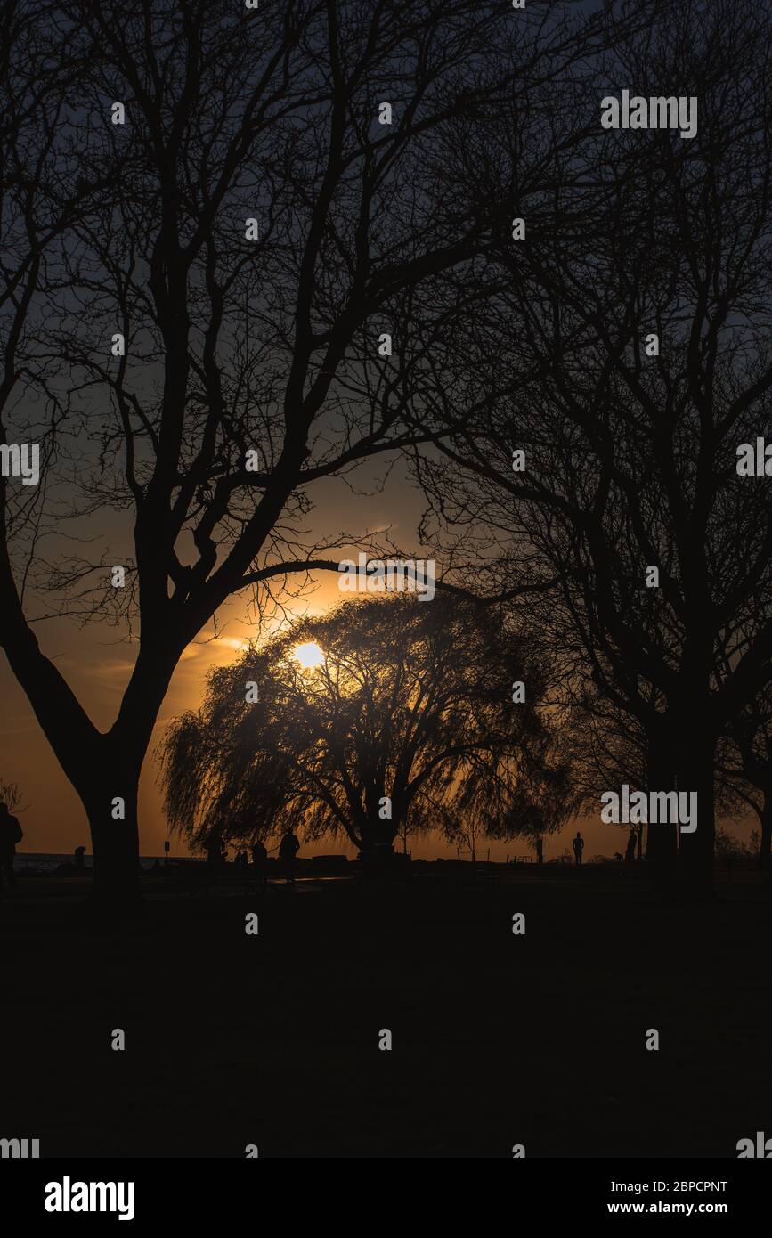 Edgewater Park Willow Tree in Cleveland Ohio at Sunset Stock Photo - Alamy