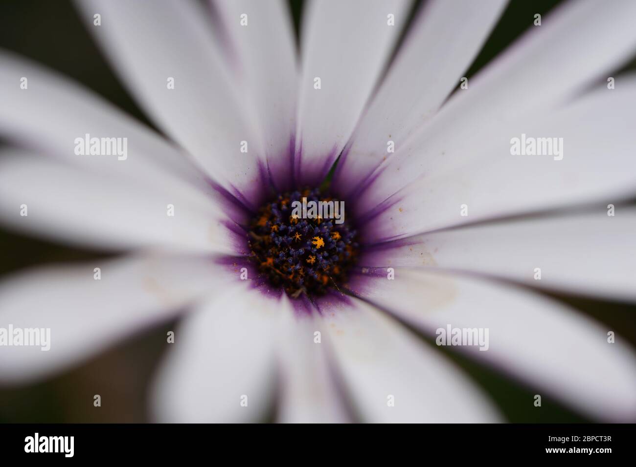 Captivating macro hi-res stock photography and images - Alamy