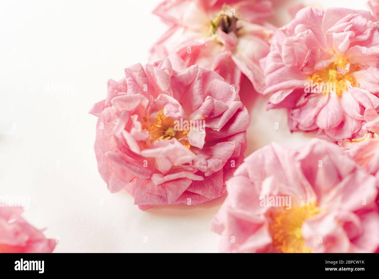 Rosa Damascena High Resolution Stock Photography and Images - Alamy