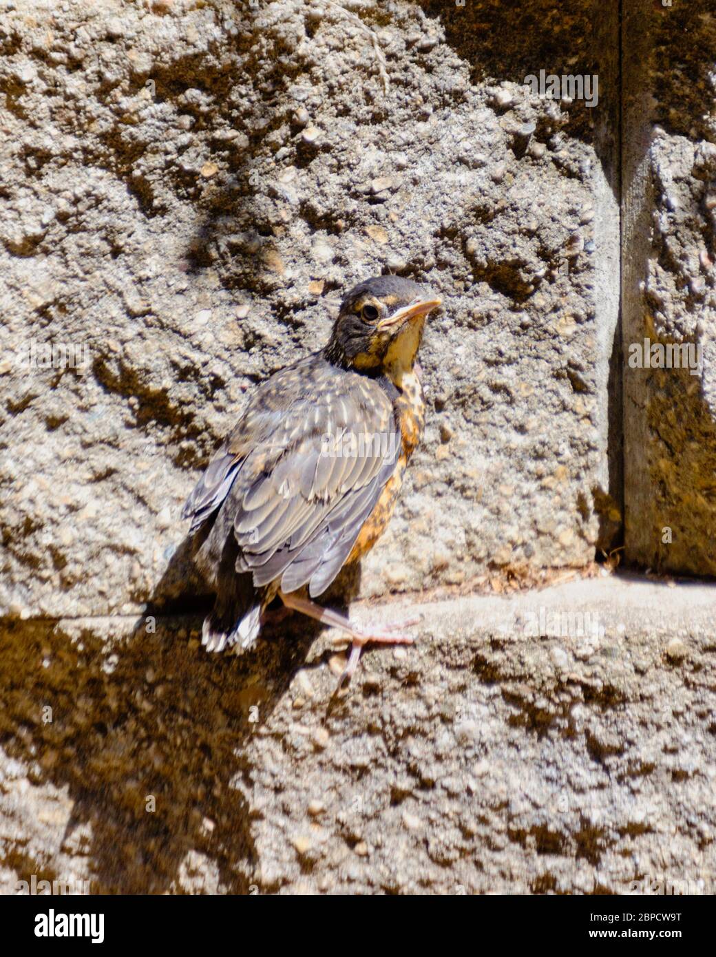 A close up view of a fledgling American Red Breasted Robin. He is ...