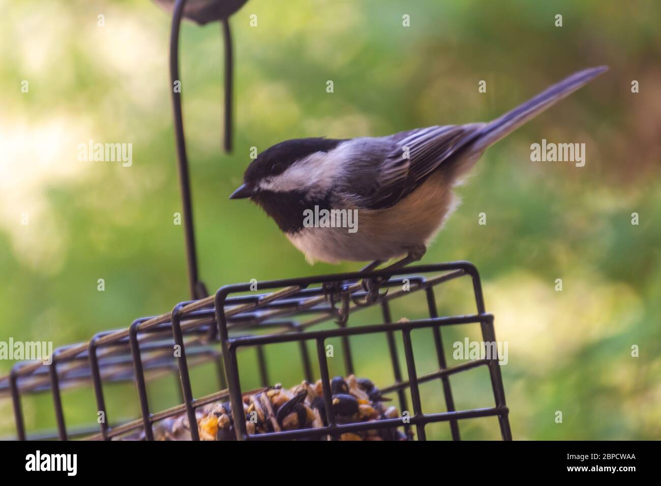Suburban wildlife hi-res stock photography and images - Alamy