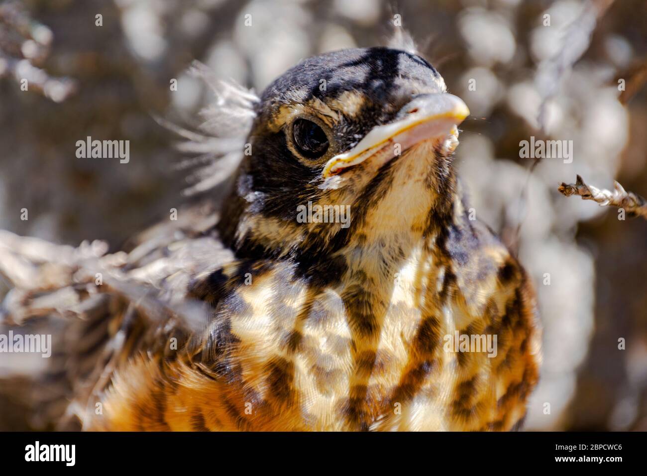 A close up view of a fledgling American Red Breasted Robin. He is ...