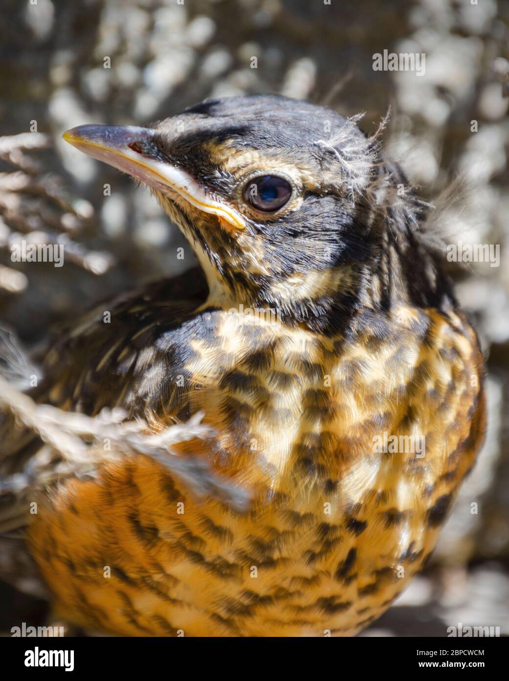 A close up view of a fledgling American Red Breasted Robin. He is ...