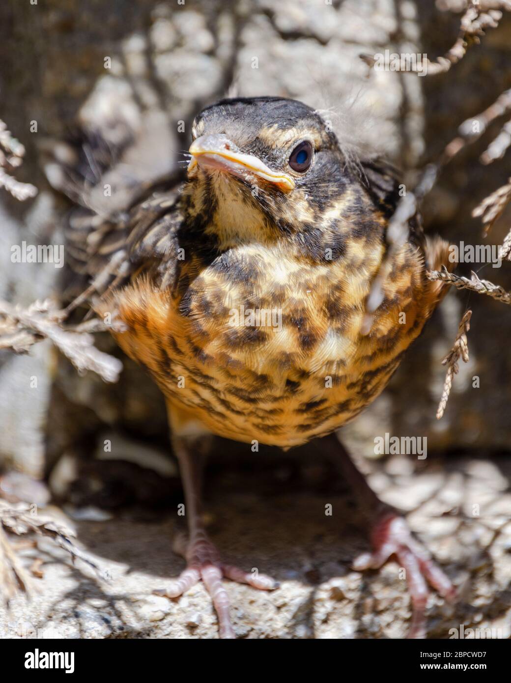 A close up view of a fledgling American Red Breasted Robin. He is ...