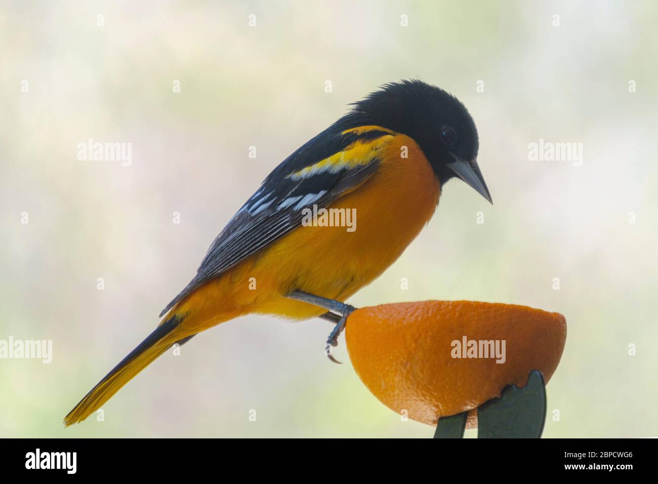 Northern baltimore oriole hi-res stock photography and images - Alamy