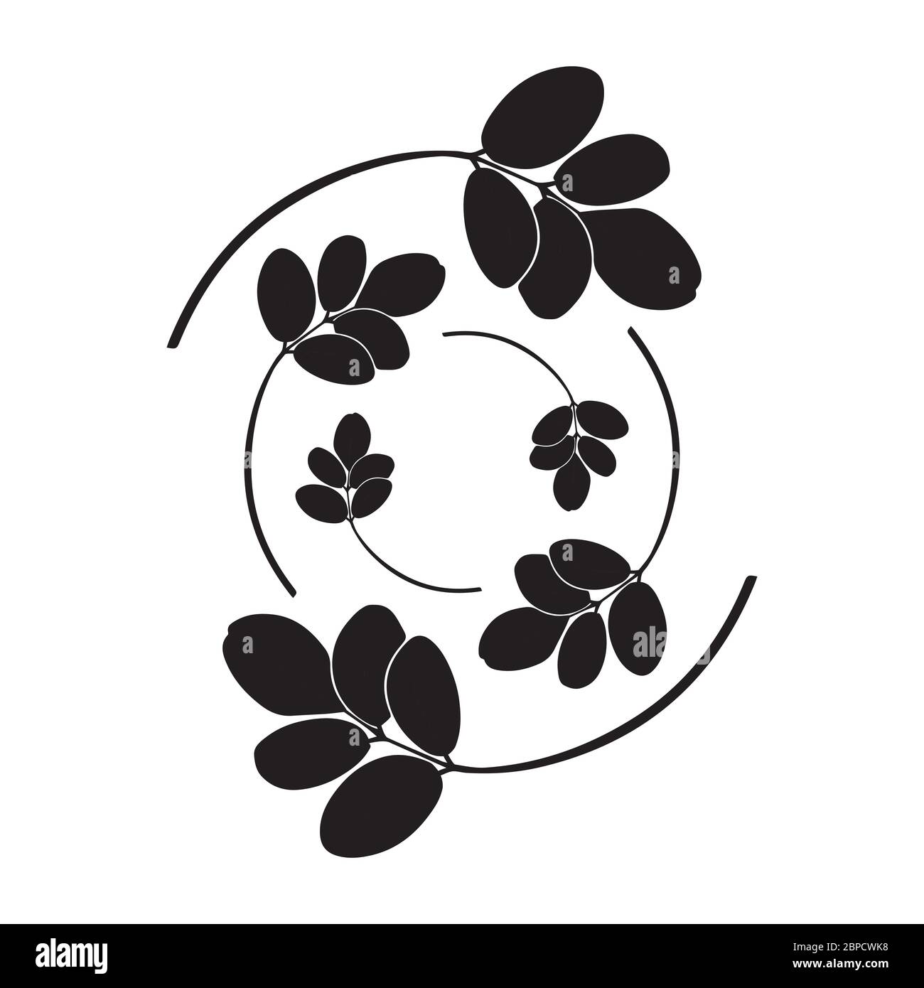 moringa leaves vector illustration on white background Stock Vector ...