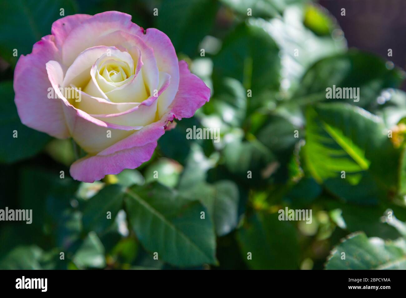 A single lavender and white rose with a beam of sunlight shining on ...