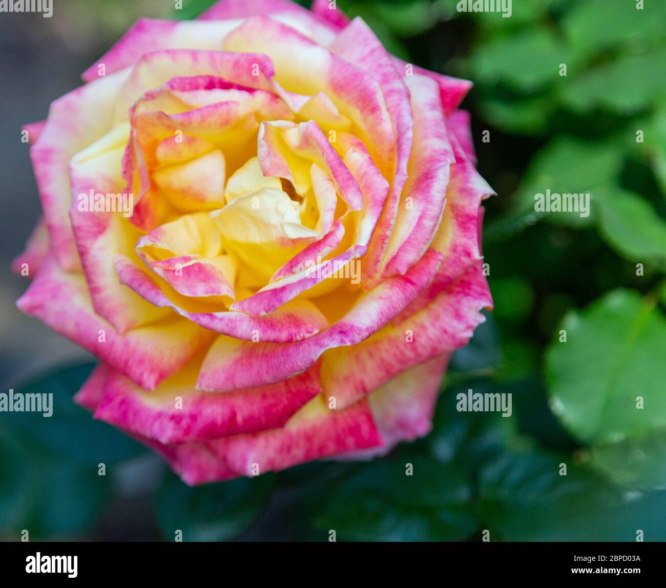 A closeup photo of a Rosa Peace, or Peace Rose flower. The flower has ...