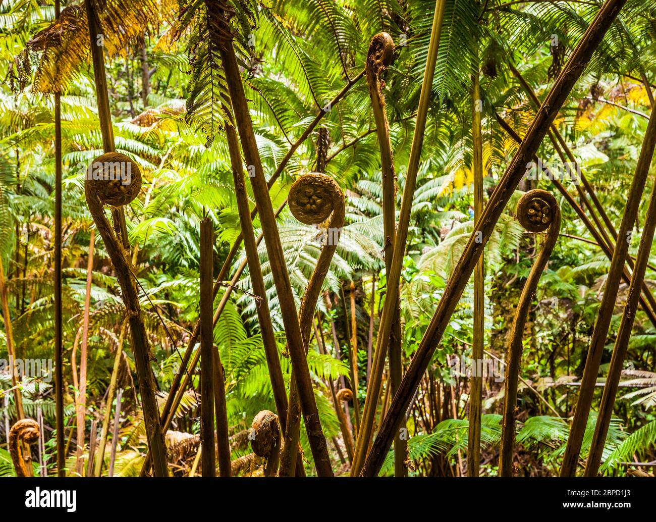 Hawaii big island forest ferns hi-res stock photography and images - Alamy