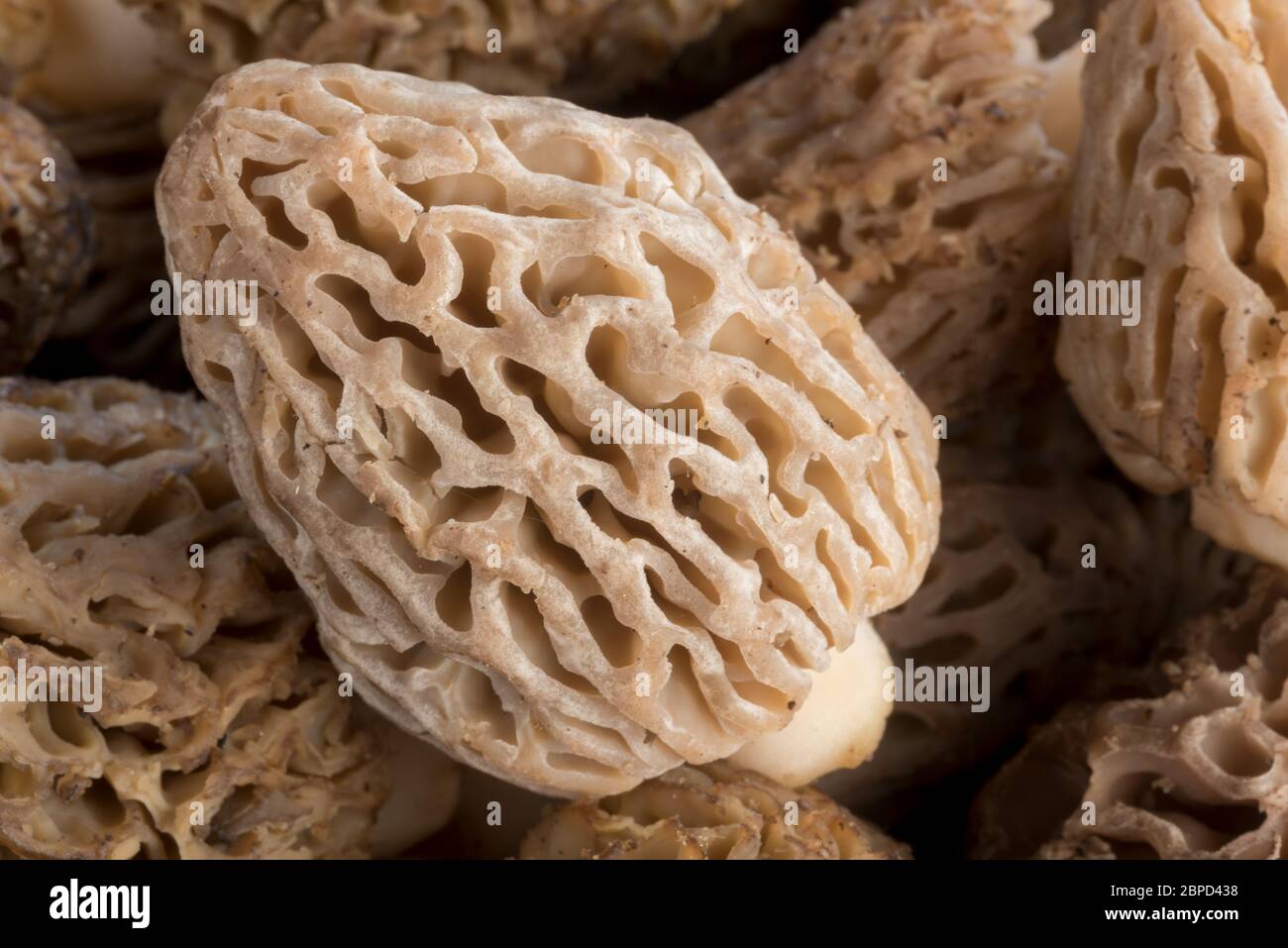 Morel mushrooms from the mountains of Eastern Oregon Stock Photo - Alamy