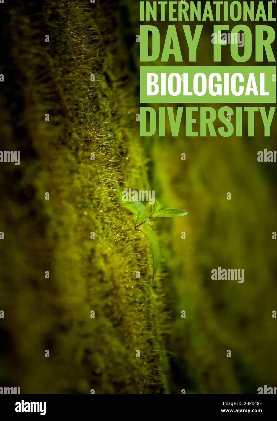 22nd May - International Day for Biological Diversity word on single ...
