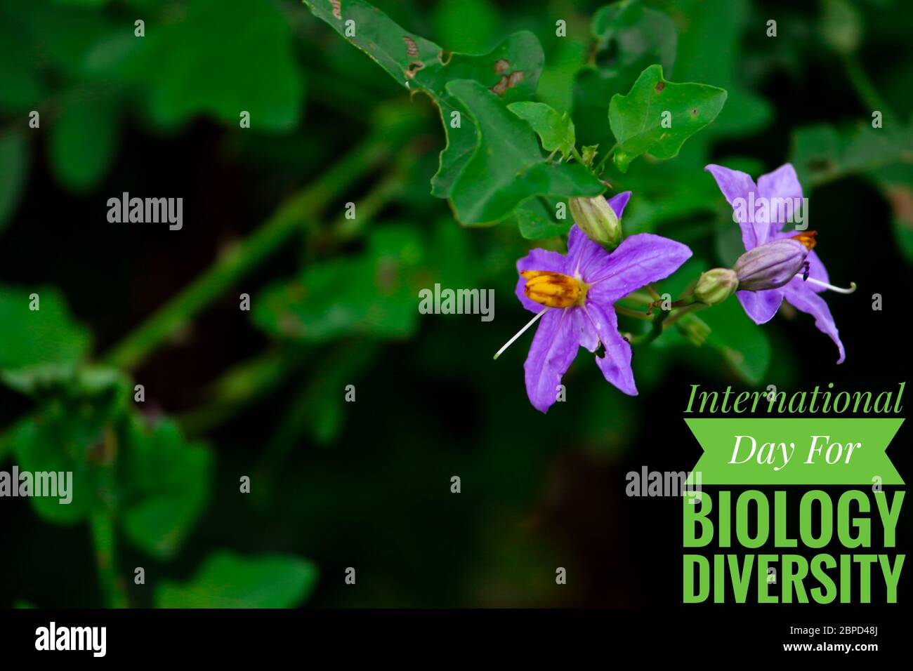 22nd May - International Day for Biological Diversity word on narture ...