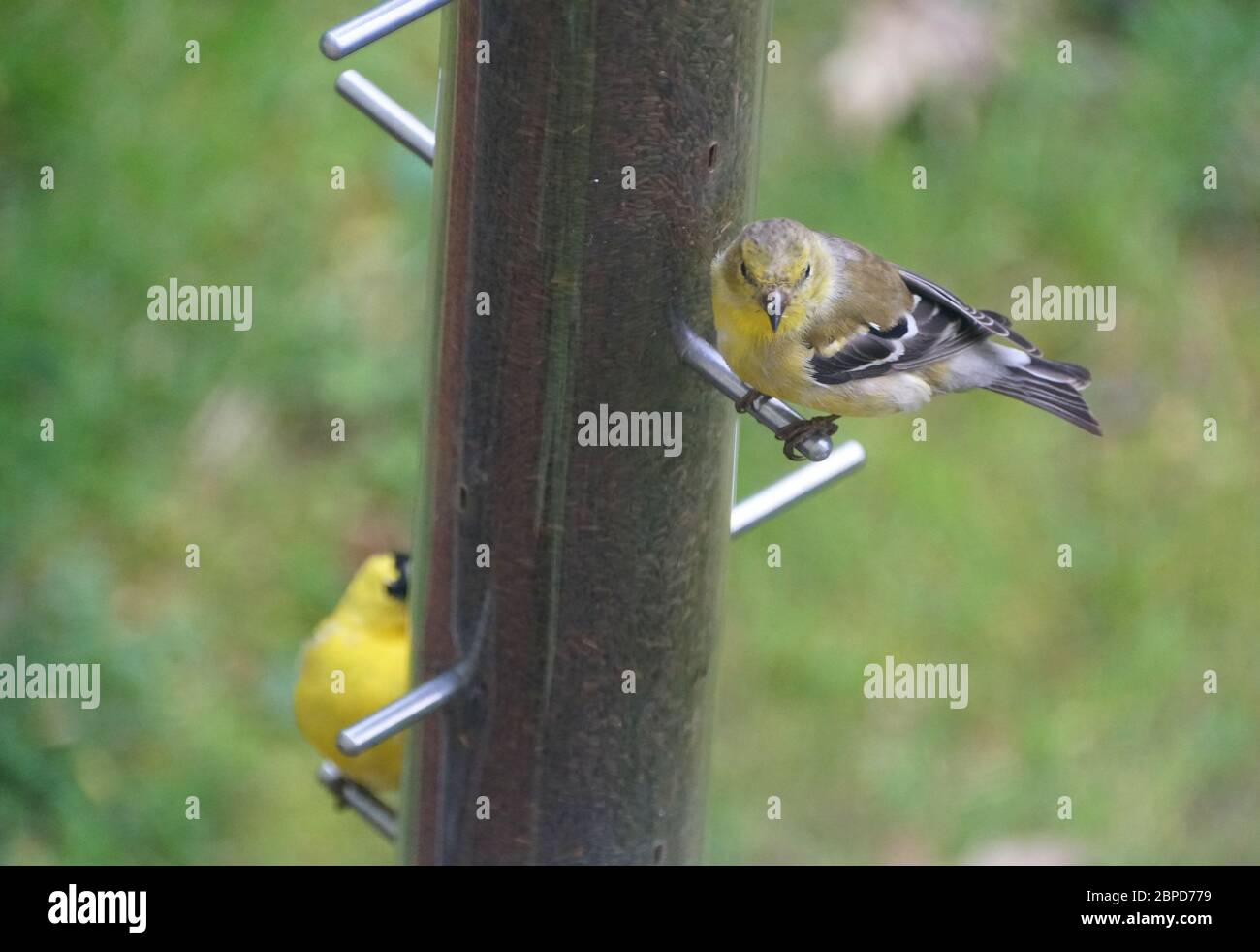 American Goldfinch eating thistle seeds from the bird feeder Stock ...