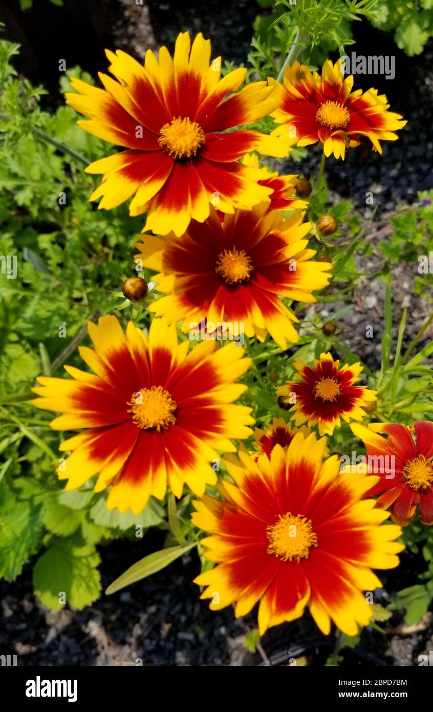 Leaf shade of red and orange hi-res stock photography and images - Alamy