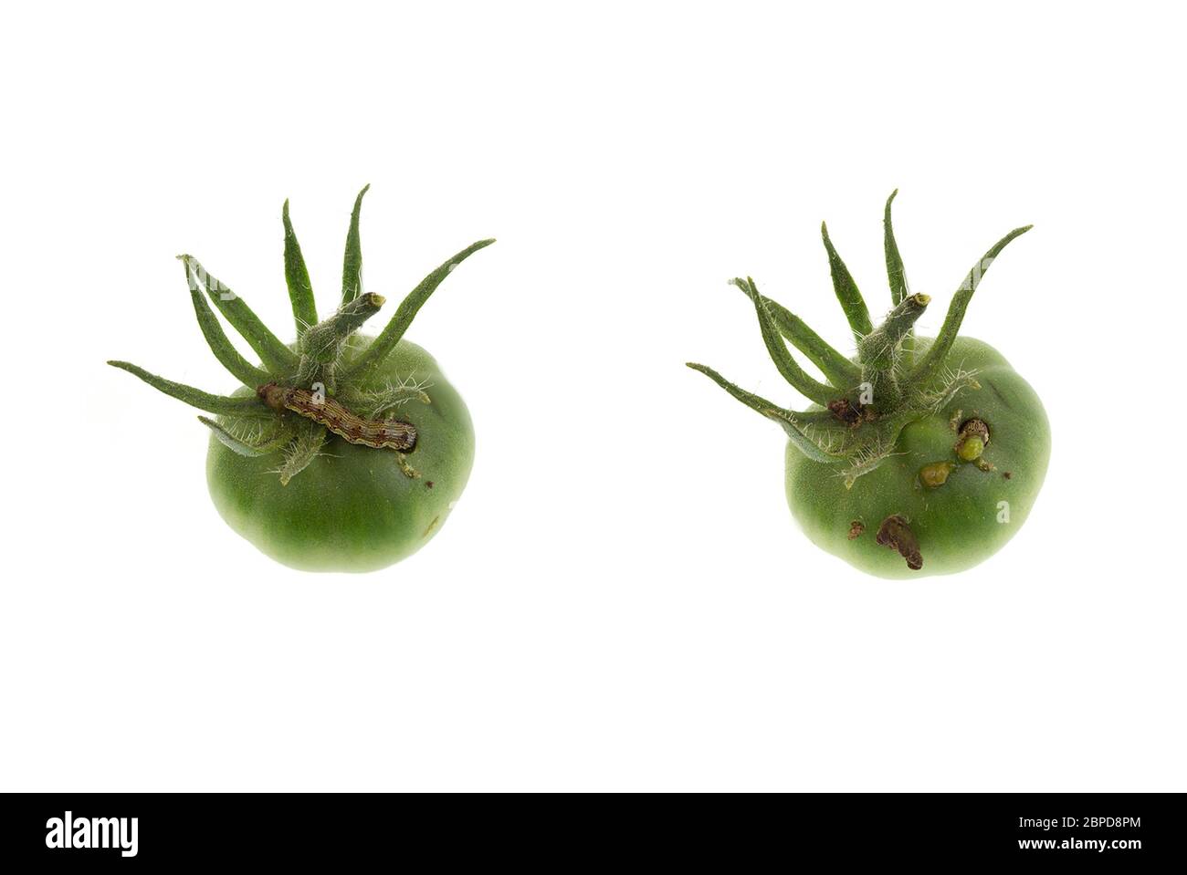 Activity of a Tomato Moth Caterpillar, a serious pest feeding through a ...