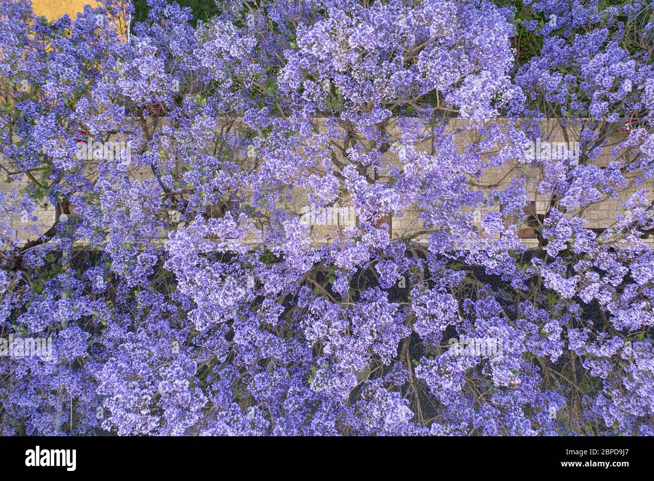 Jacaranda Trees In Bloom Pretoria High Resolution Stock Photography and ...