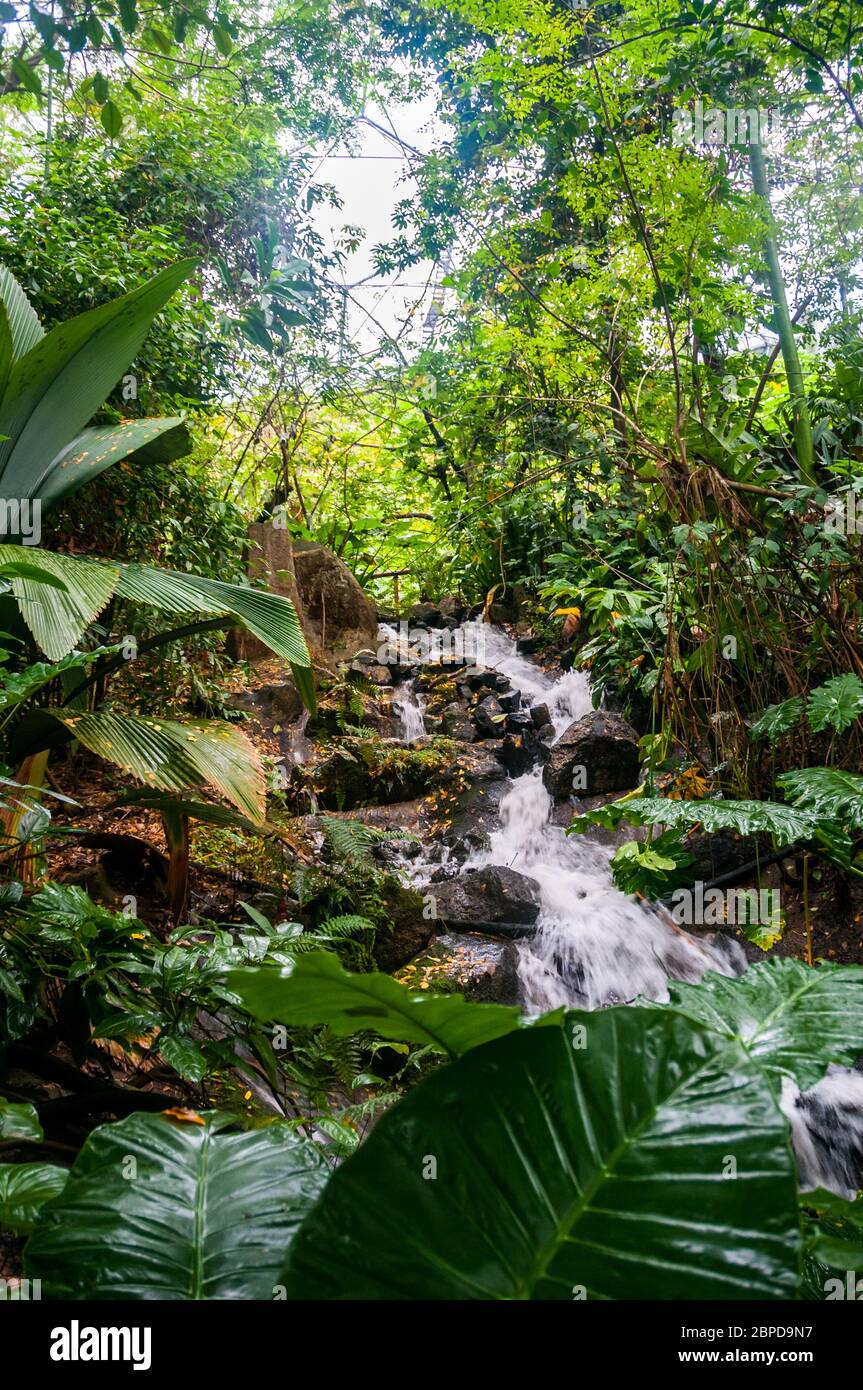 A waterfall in the Rainforest Biome at the Eden Project, Cornwall ...