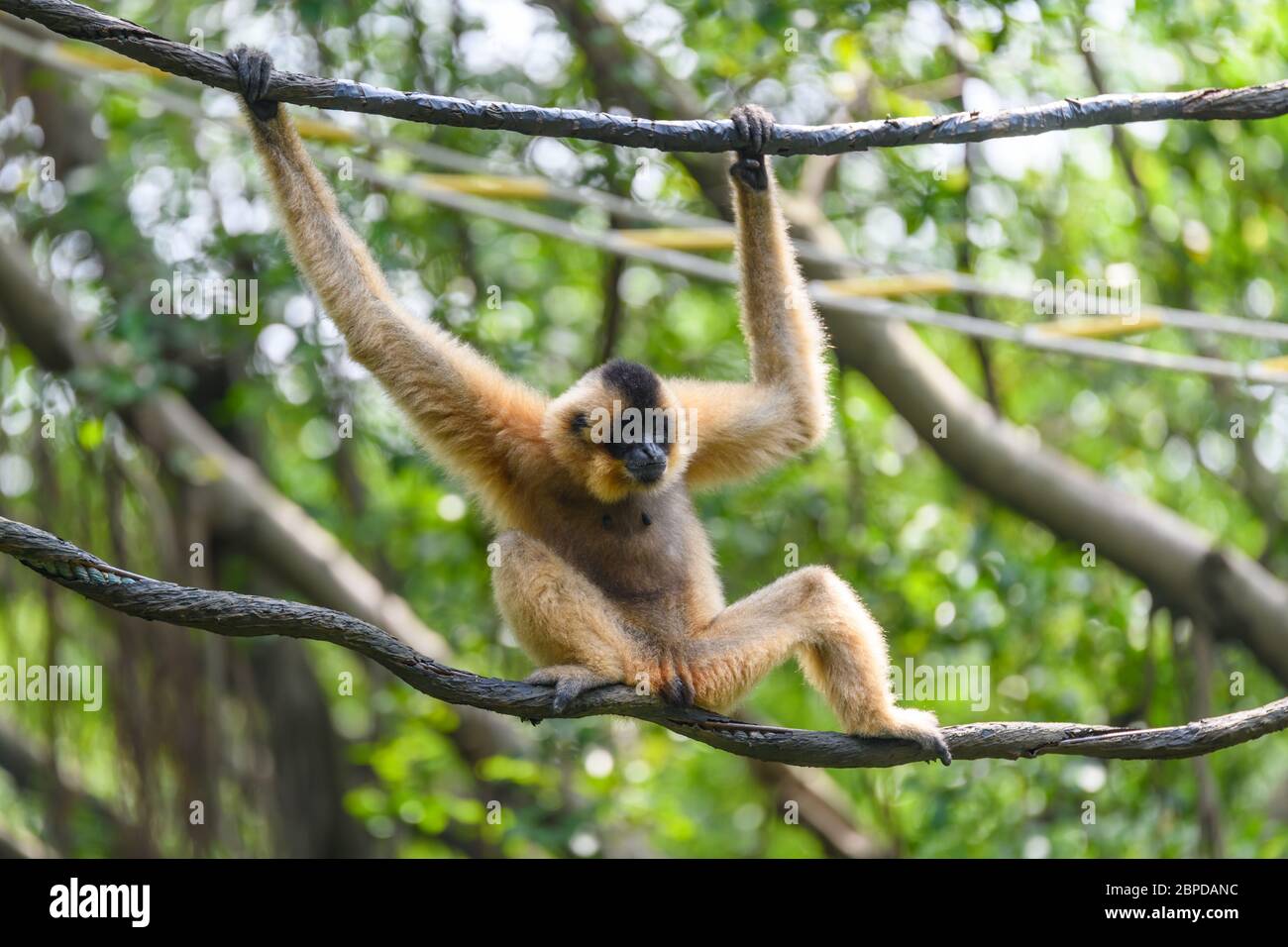 Ape monkey in safari park climbing among the ropes Stock Photo - Alamy