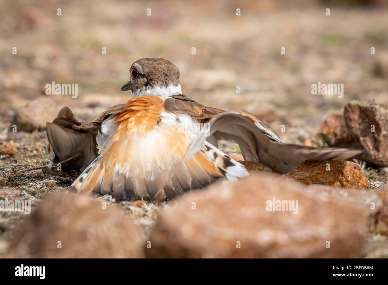 An adult killdeer, either the mother or father, will pretend to be ...