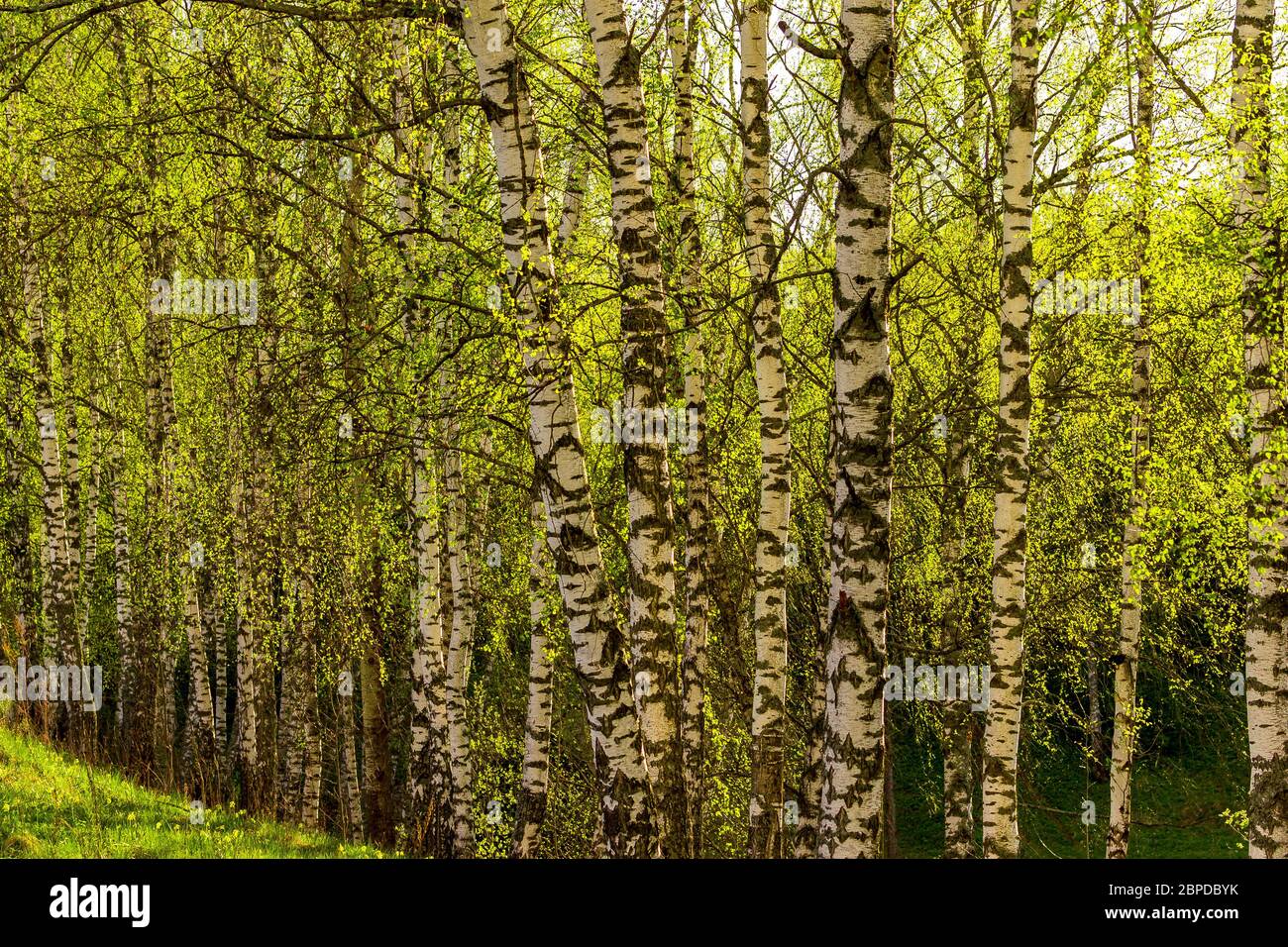 Sunset or dawn in a spring birch forest with bright young foliage ...