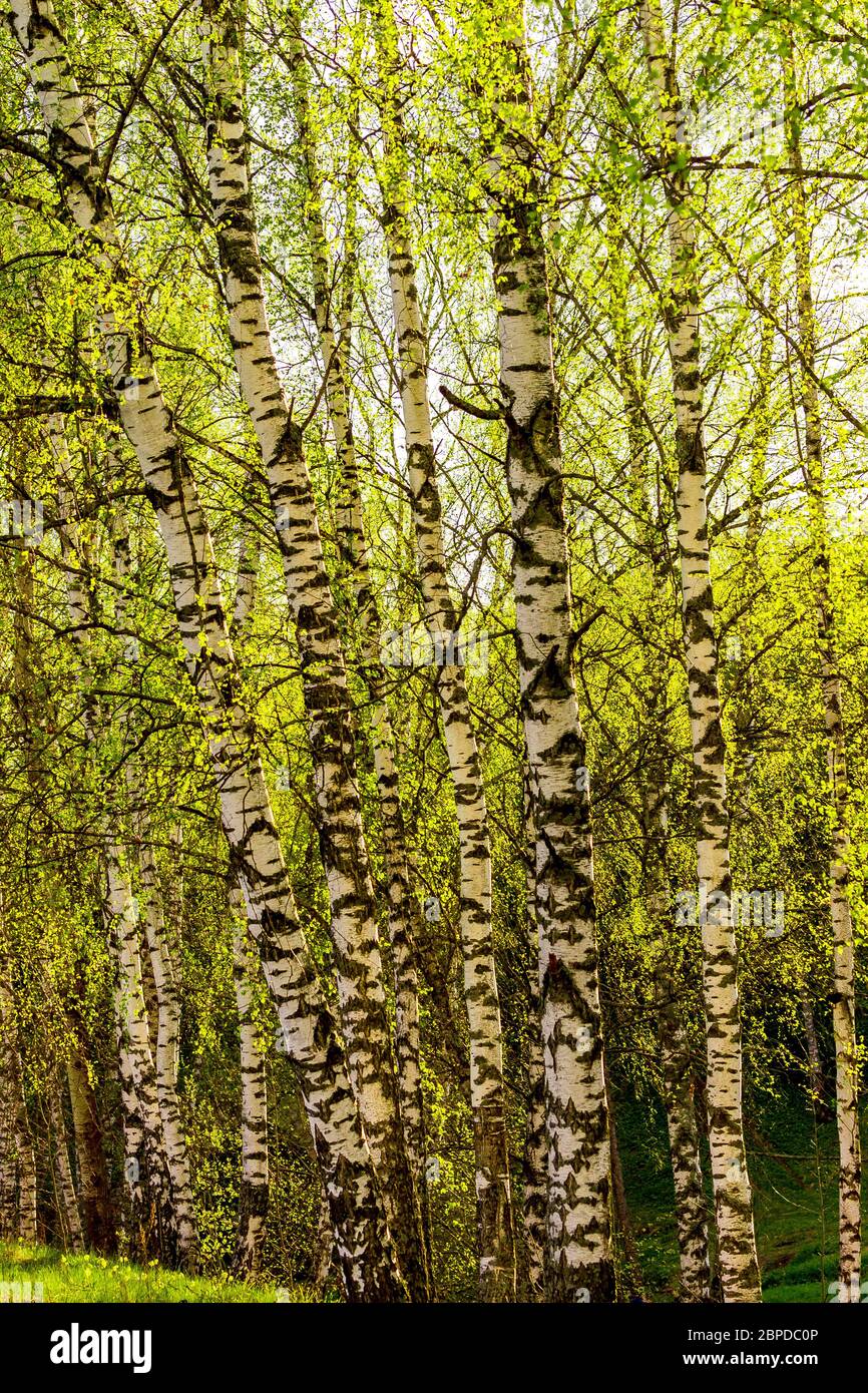 Sunset or dawn in a spring birch forest with bright young foliage ...