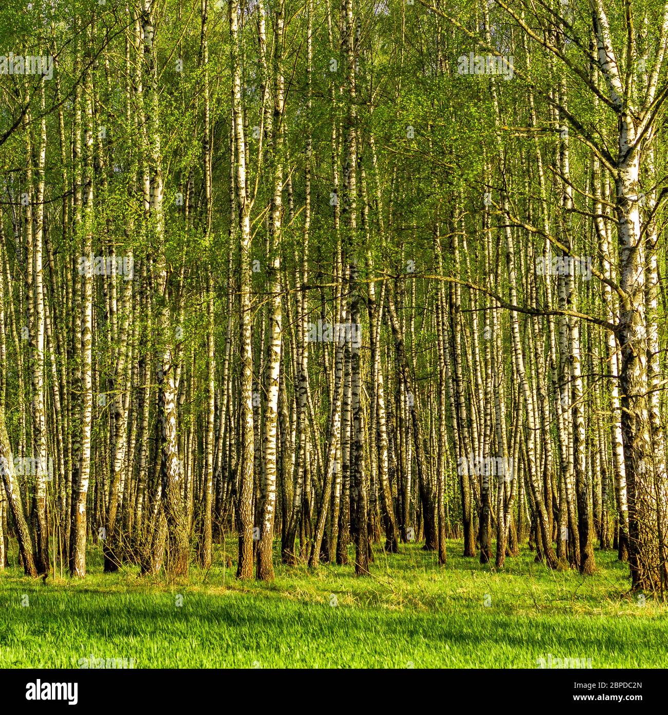 Sunset or dawn in a spring birch forest with bright young foliage ...