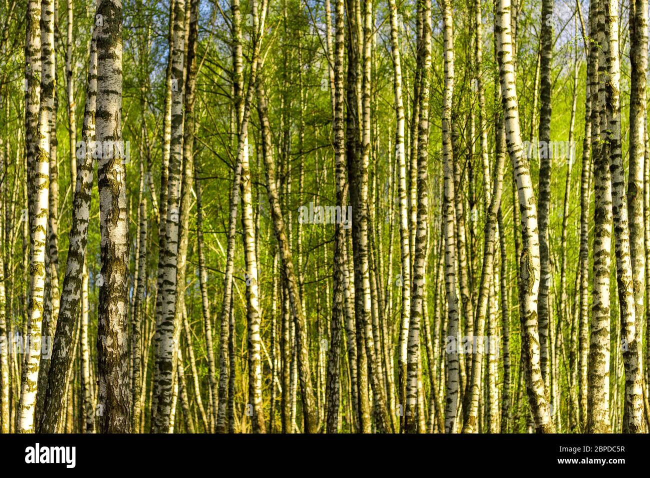 Sunset or dawn in a spring birch forest with bright young foliage ...
