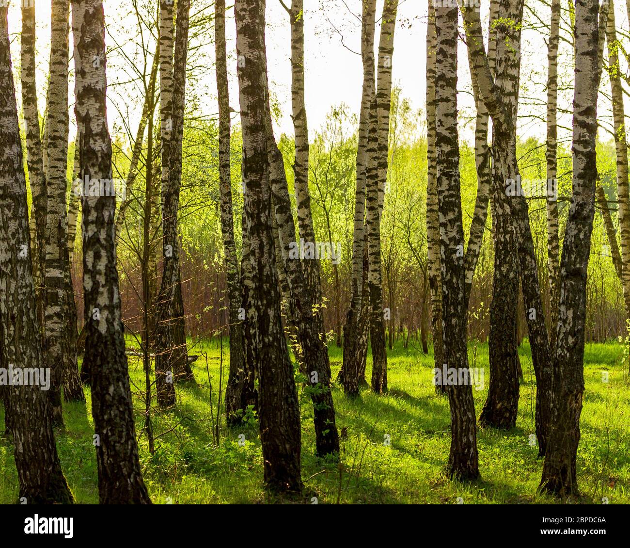 Sunset or dawn in a spring birch forest with bright young foliage ...