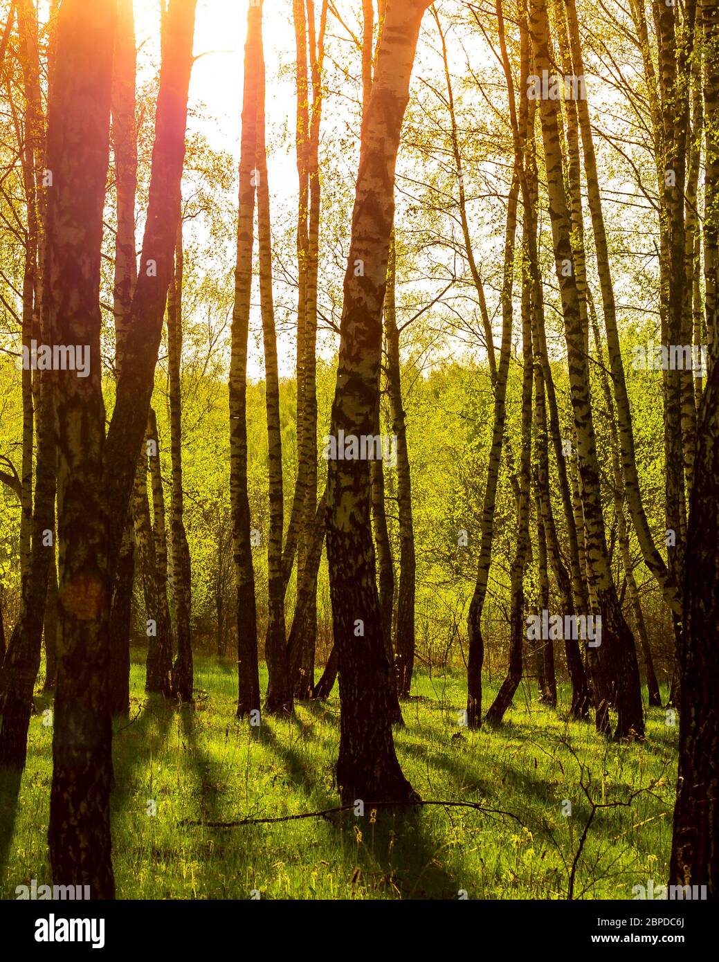 Sunset or dawn in a spring birch forest with bright young foliage ...