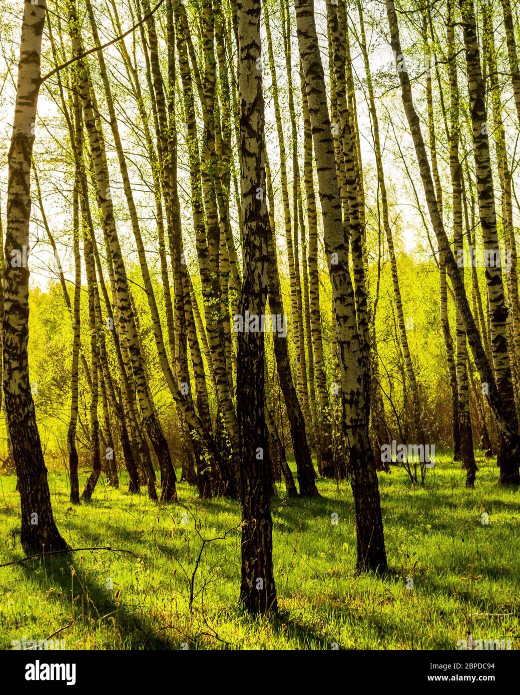 Sunset or dawn in a spring birch forest with bright young foliage ...