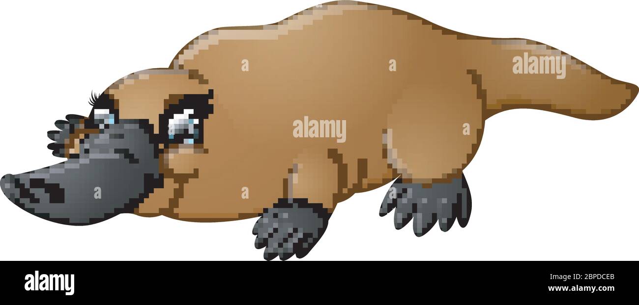 Happy platypus isolated on white background Stock Vector Image & Art ...