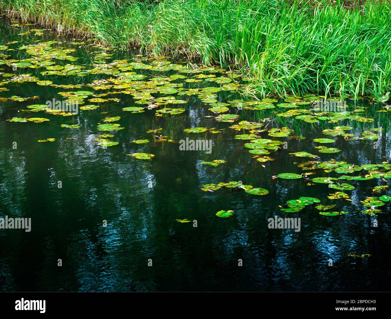 Park pond with dramatic water reflection background Stock Photo - Alamy