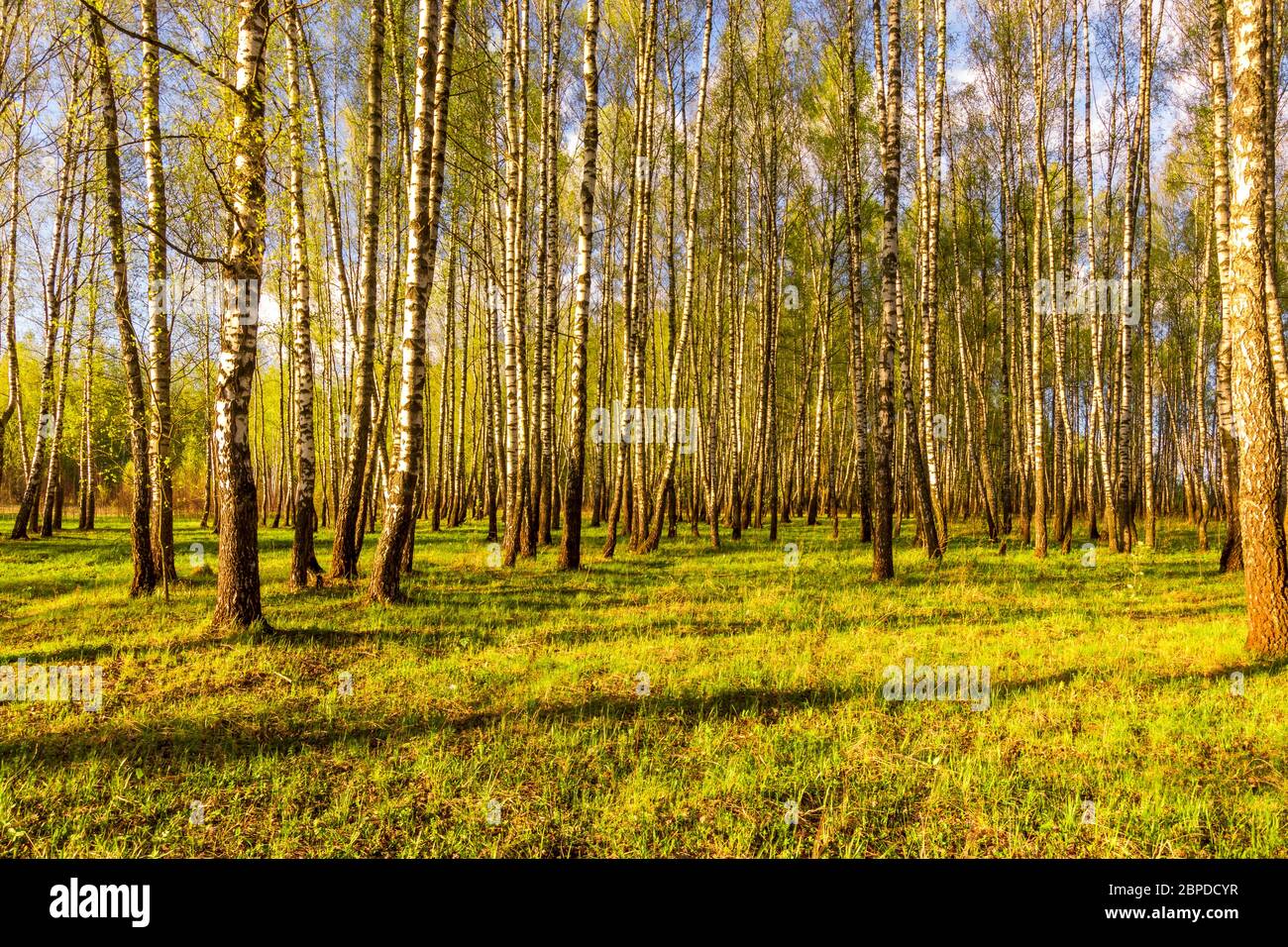 Sunset or dawn in a spring birch forest with bright young foliage ...