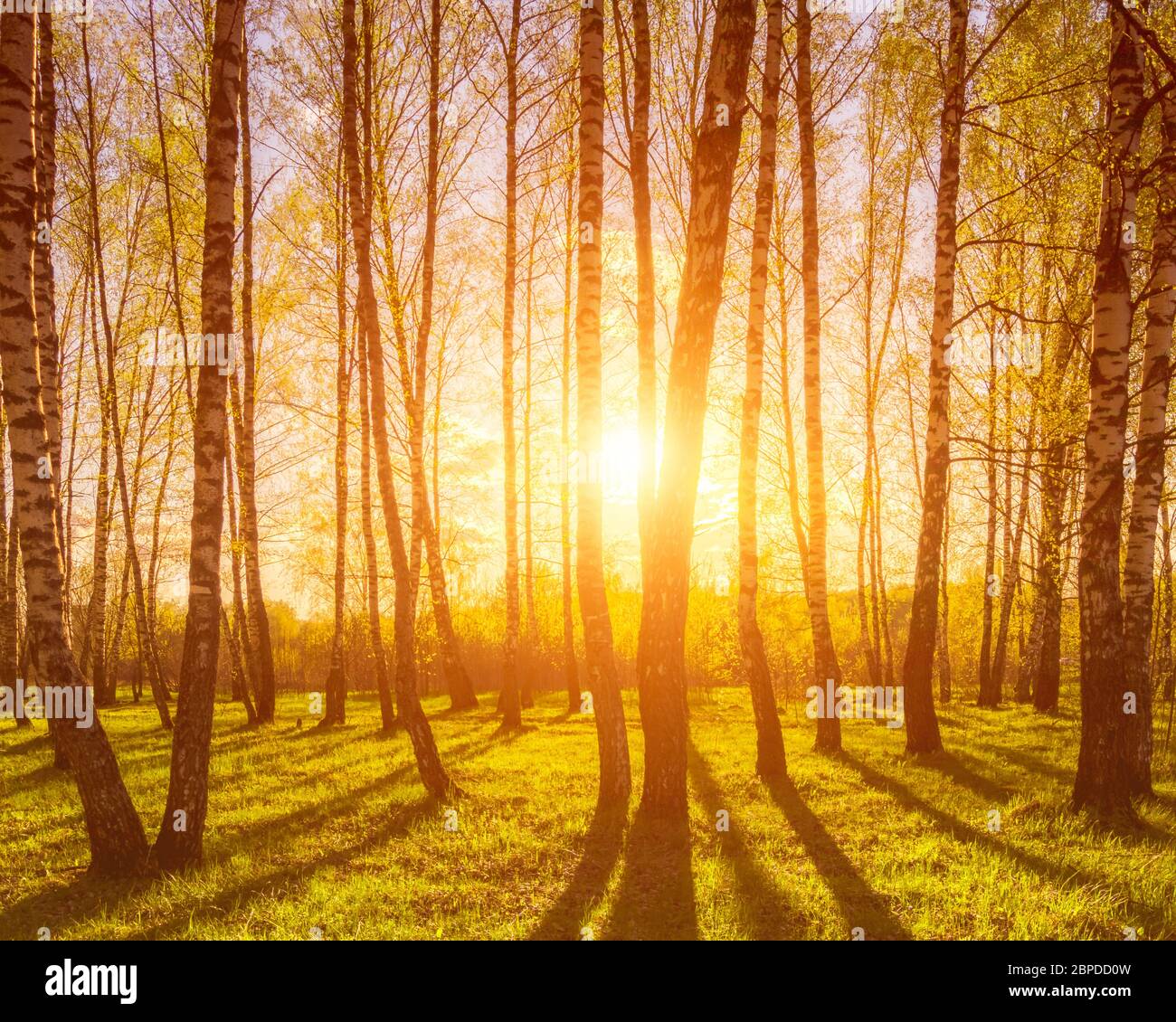 Sunset or dawn in a spring birch forest with bright young foliage ...