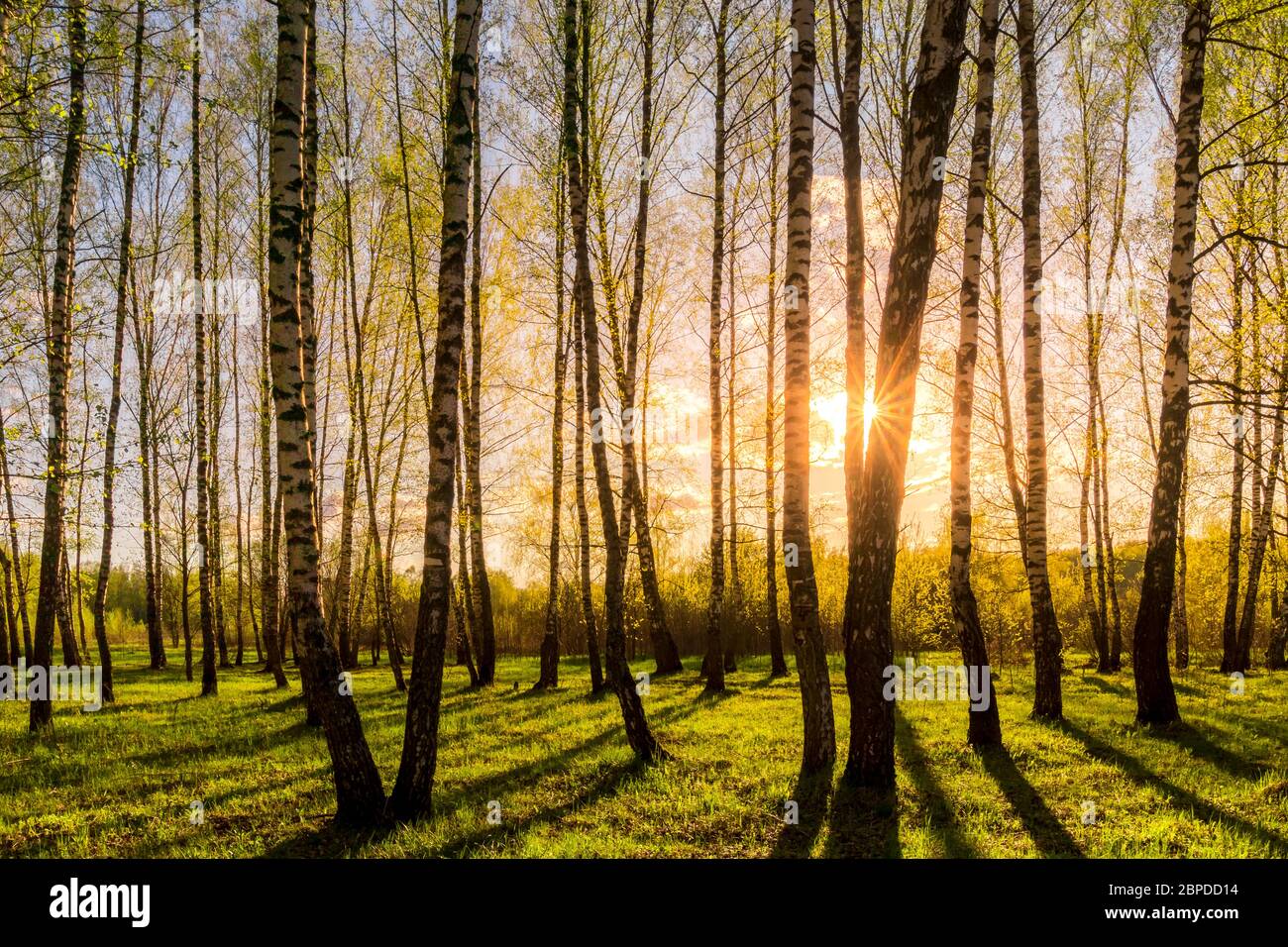 Sunset or dawn in a spring birch forest with bright young foliage ...