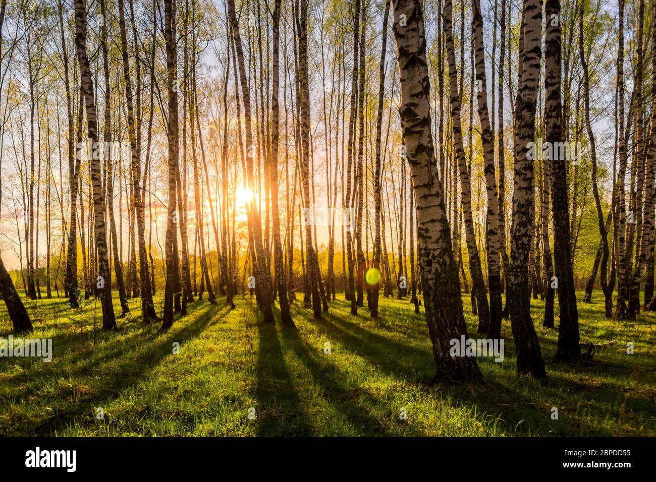 Sunset or dawn in a spring birch forest with bright young foliage ...