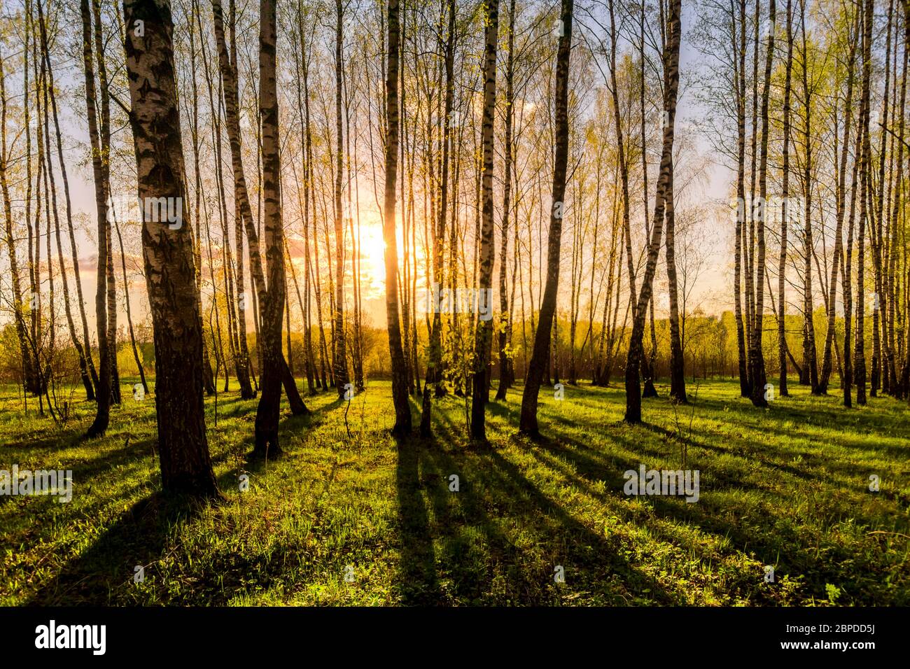 Sunset or dawn in a spring birch forest with bright young foliage ...