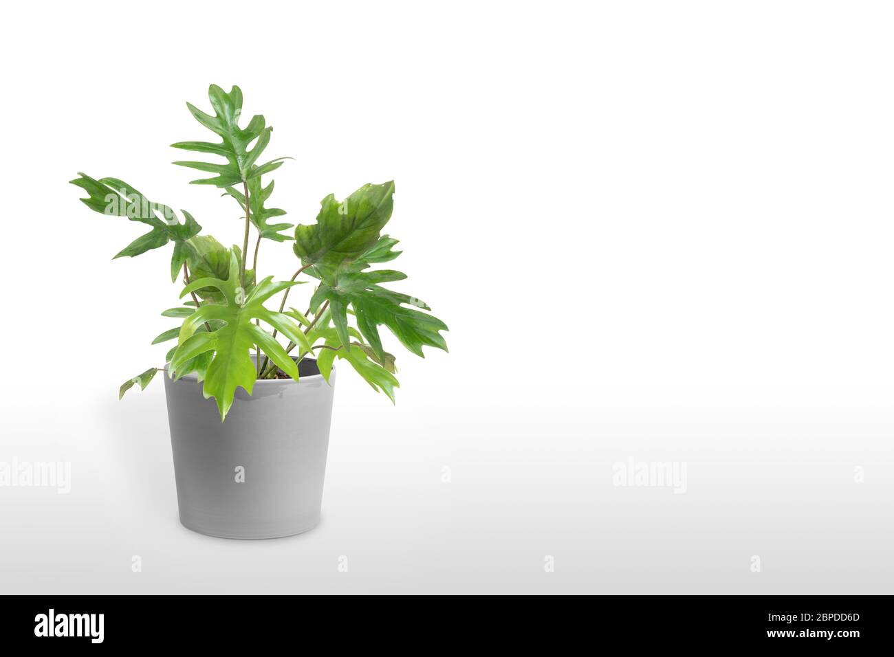 Adam's Rib Plant flowerpot vase isolated on white background Stock ...