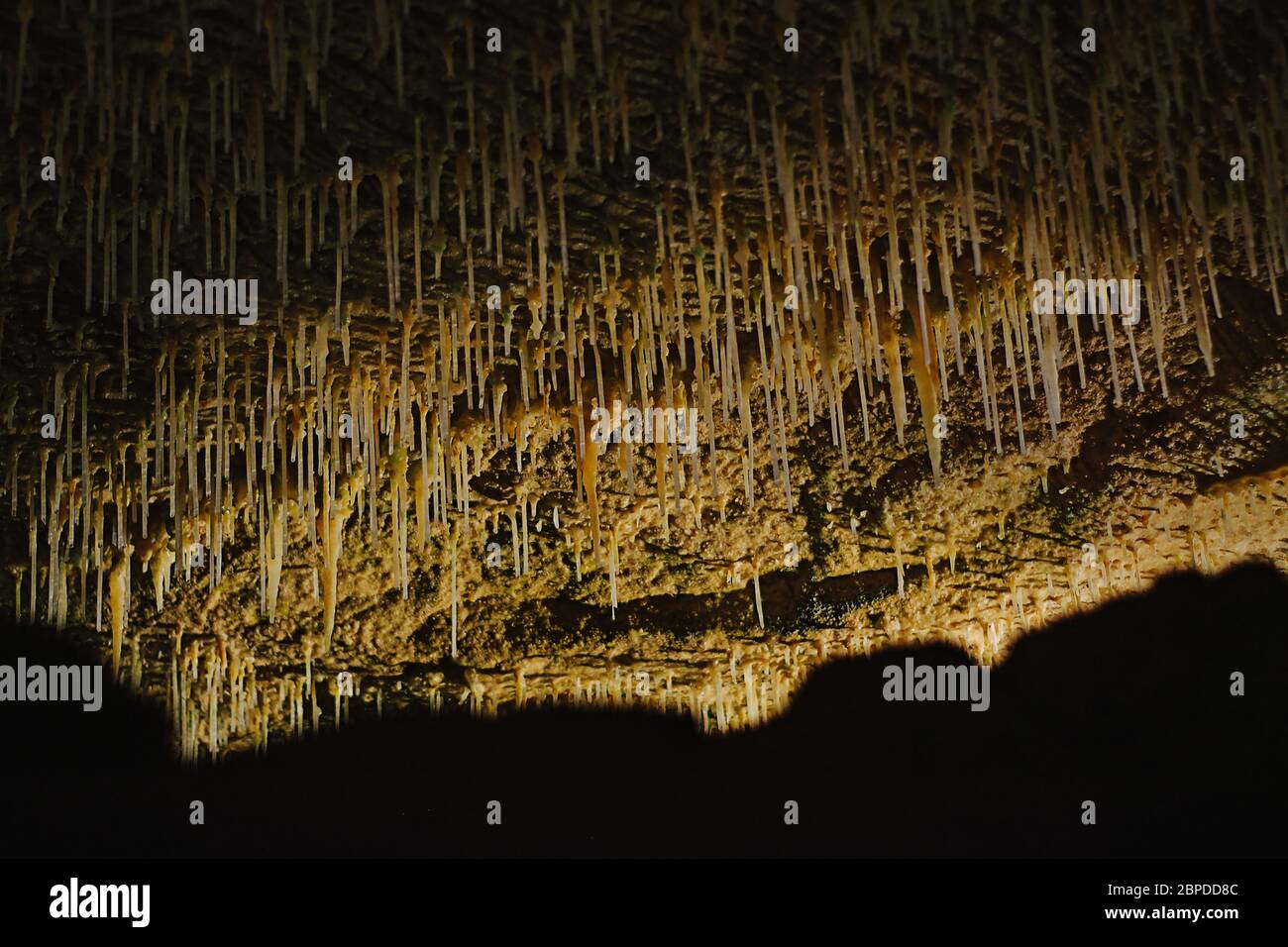 Soda straw stalactites cover ceiling of cave with water dripping ...