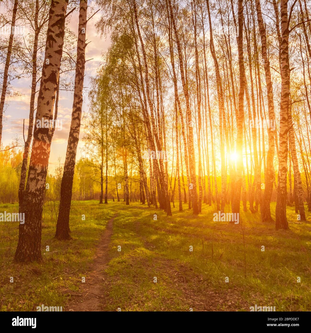 Sunset or dawn in a spring birch forest with bright young foliage ...