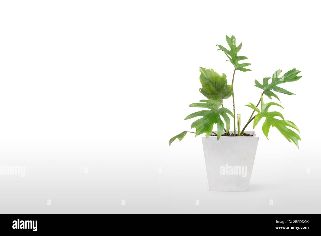 Adam's Rib Plant flowerpot vase isolated on white background Stock ...