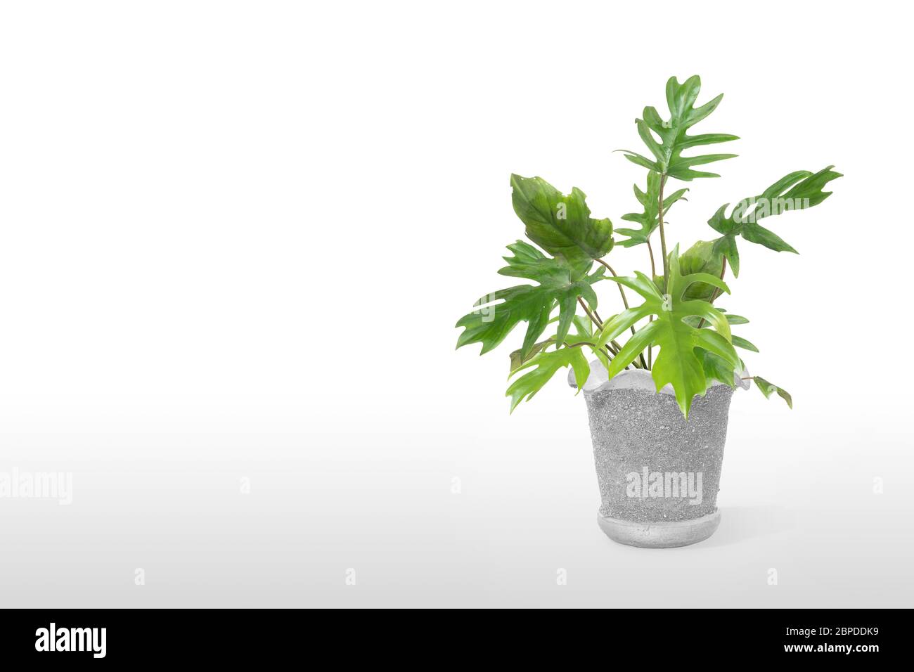 Adam's Rib Plant flowerpot vase isolated on white background Stock ...