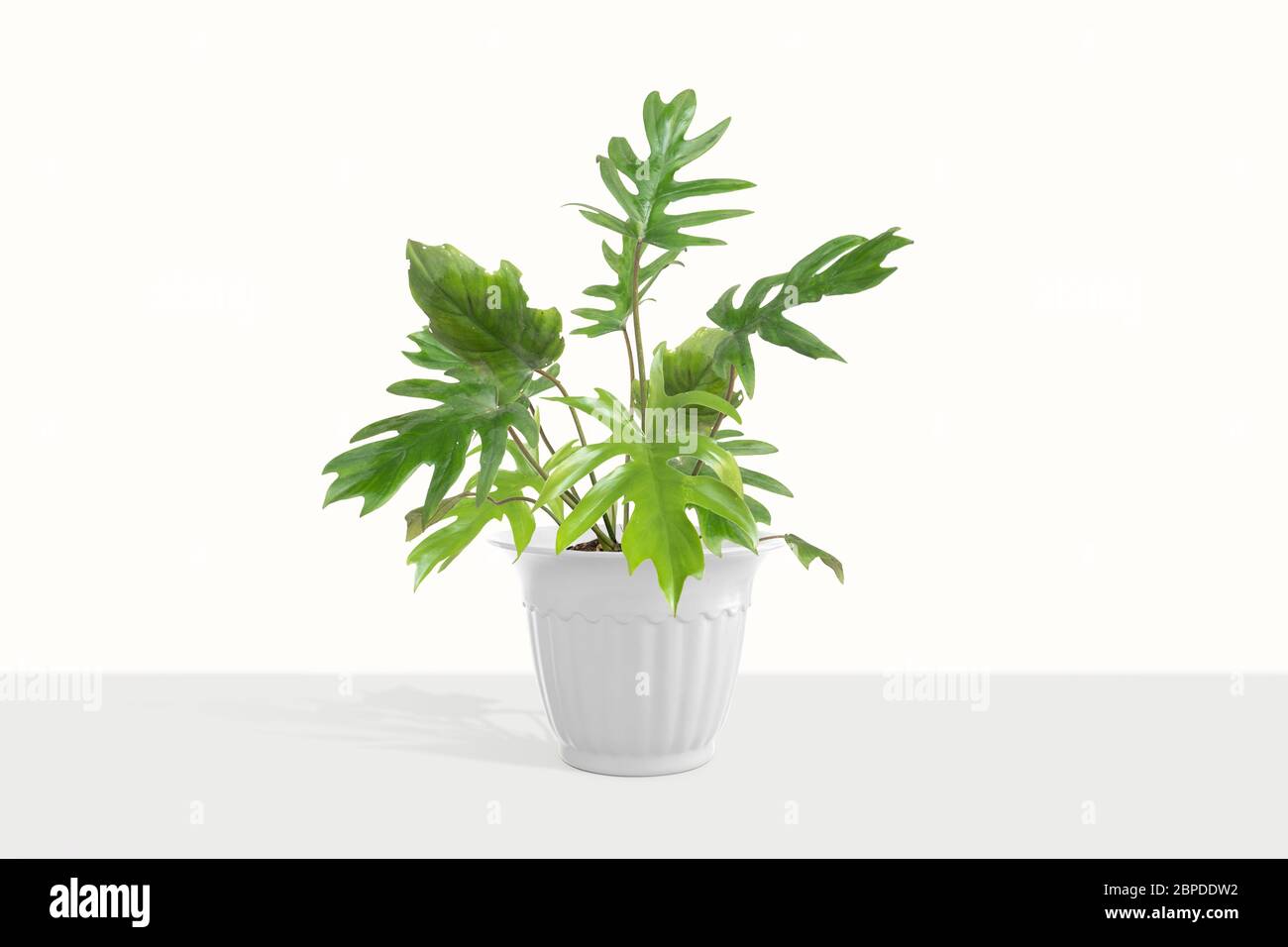 Adam's Rib Plant flowerpot vase isolated on white background Stock ...